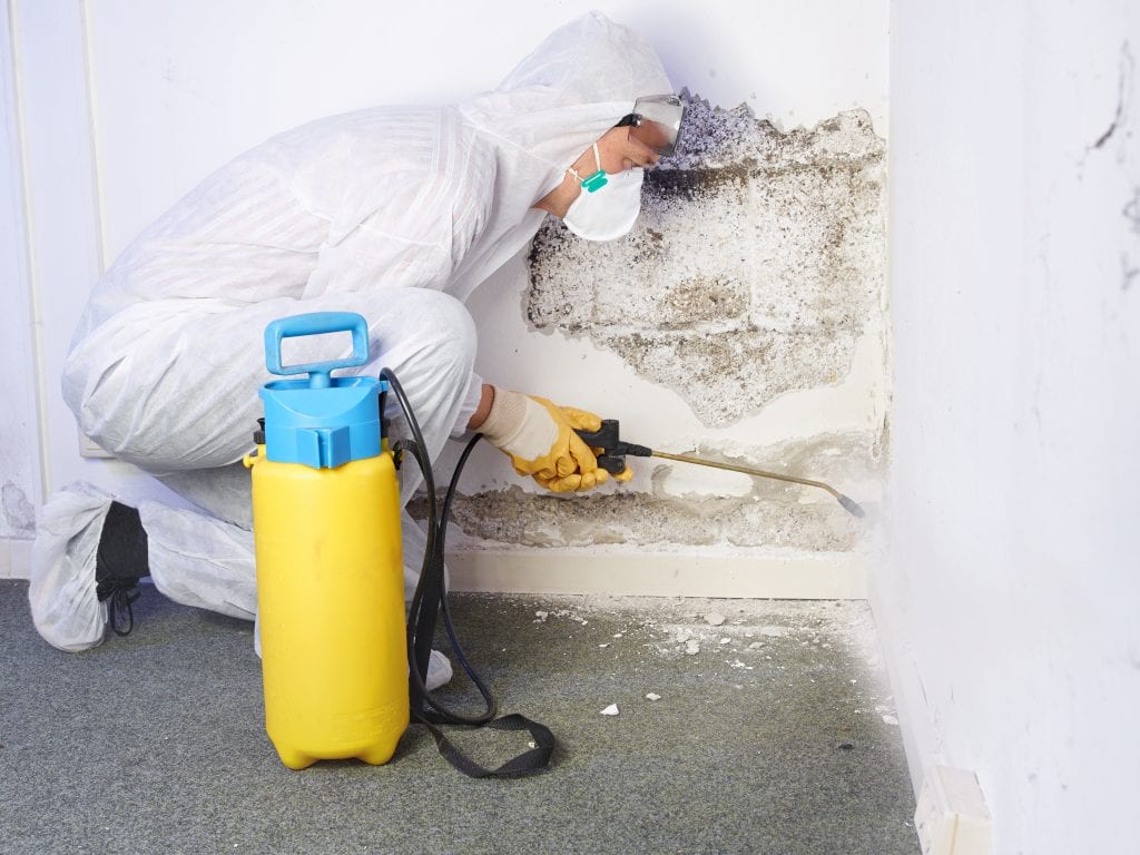Remove Your Mold Issues with Professional Mold Remediation | Website ...